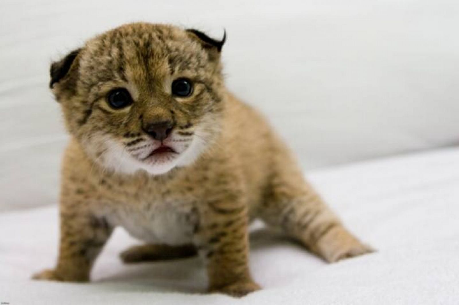 Nacen Los Dos Primeros Linces De La Temporada Rtvees