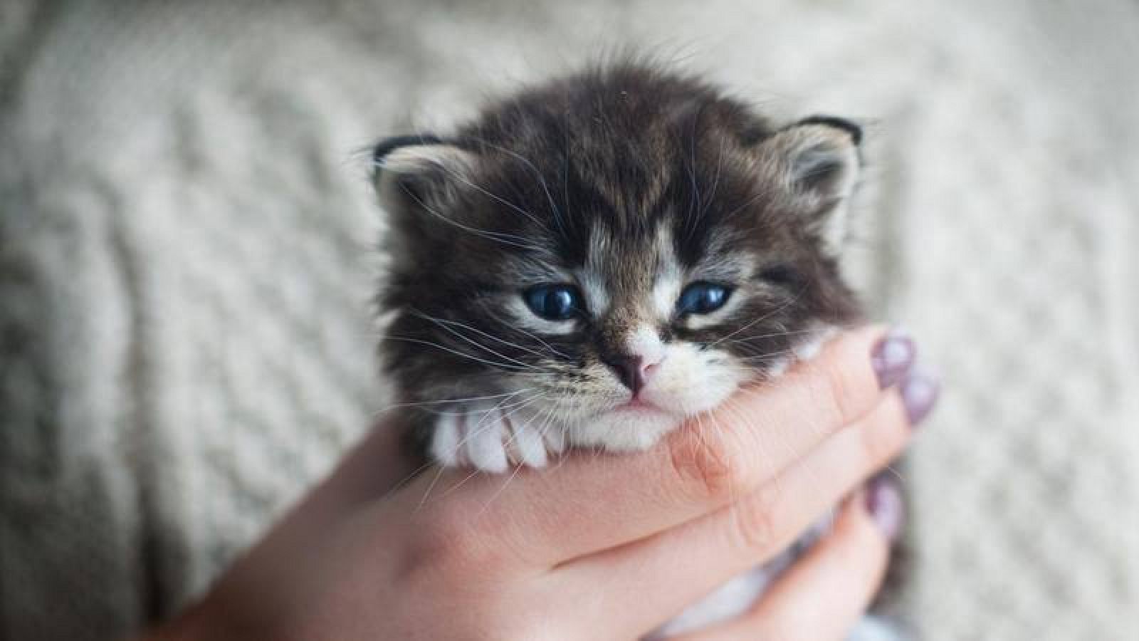 Los gatos domesticos - Mind Map