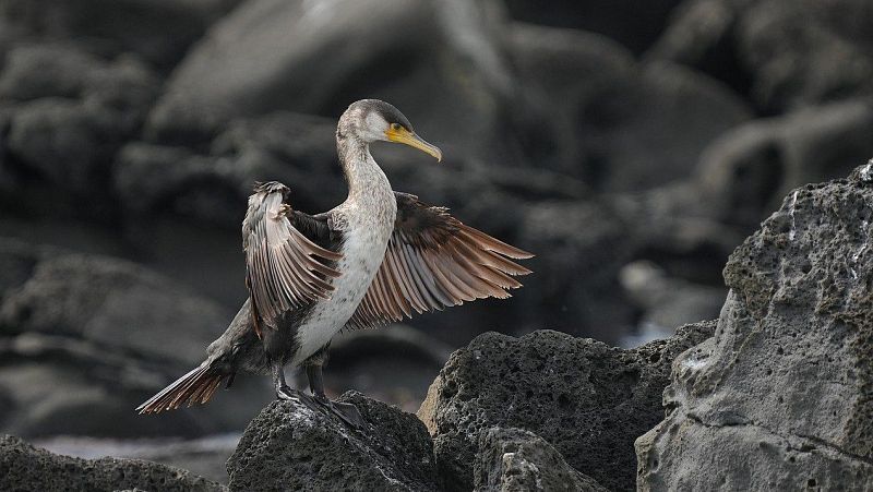 Vigo - El cormorán moñudo