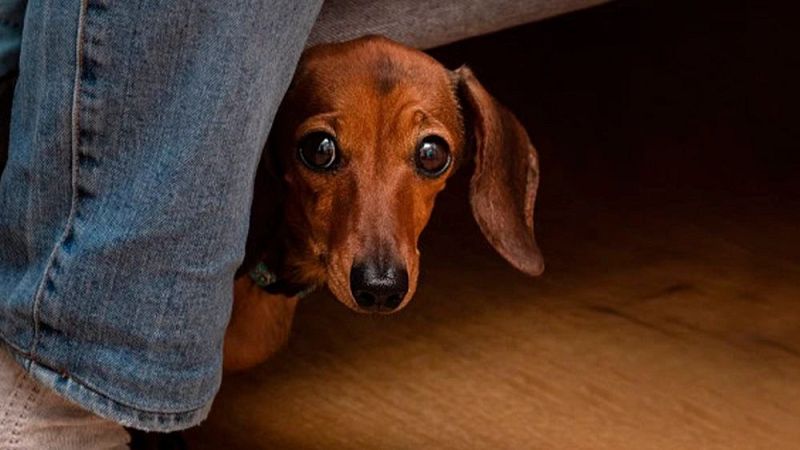 Pirotècnia silenciosa per als animals de companyia