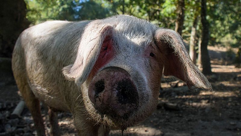 Recuperando el Porco Celta