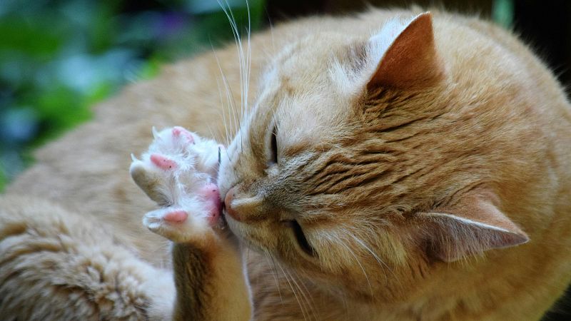 ¿Creo que he visto un lindo gatito? - RTVE.es