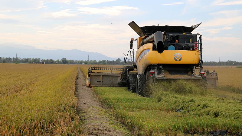 La campanya d'arròs del Delta es recupera després de la sequera