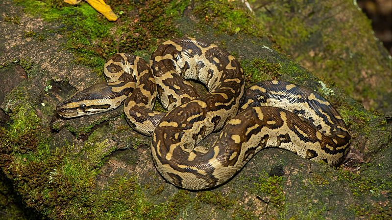 Pitón de Seba