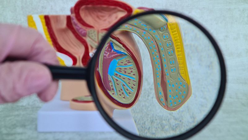 El pene: ese gran desconocido