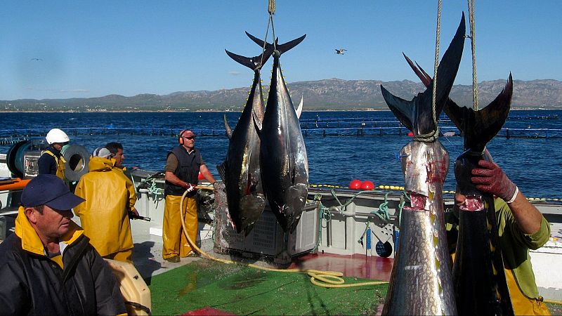 Gestión responsable de los recursos de túnidos