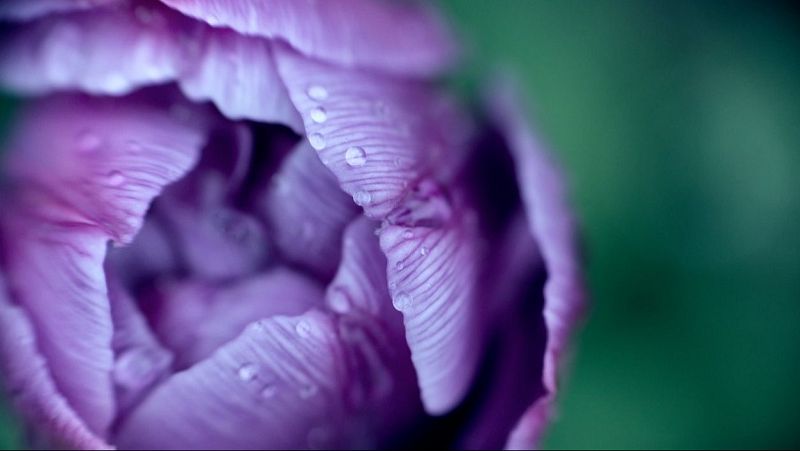 Música a la carta - Abrirse las flores - 14/05/25