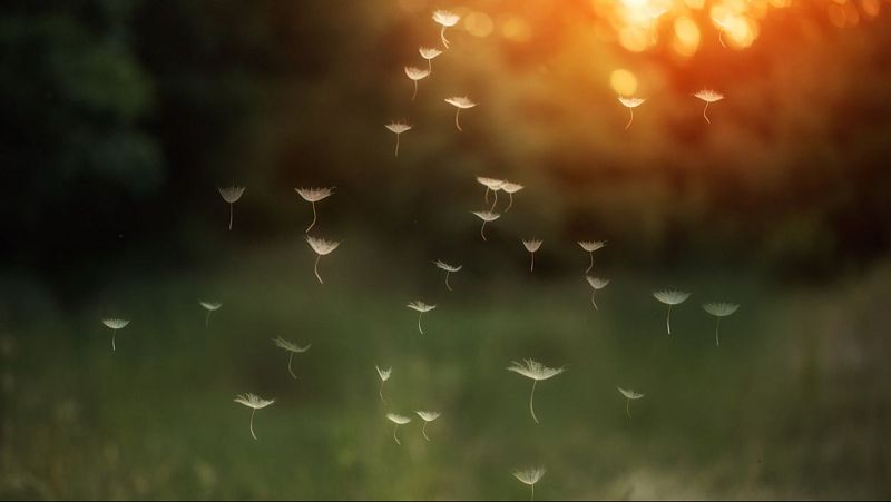 Primer movimiento - La voz del paisaje - 09/06/25