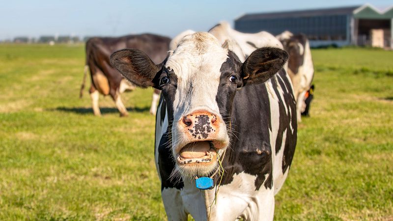 La vaca que “emulge”