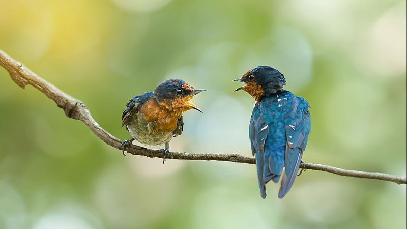 ¿Cómo se comunican los animales? Con Gonzalo Rodríguez