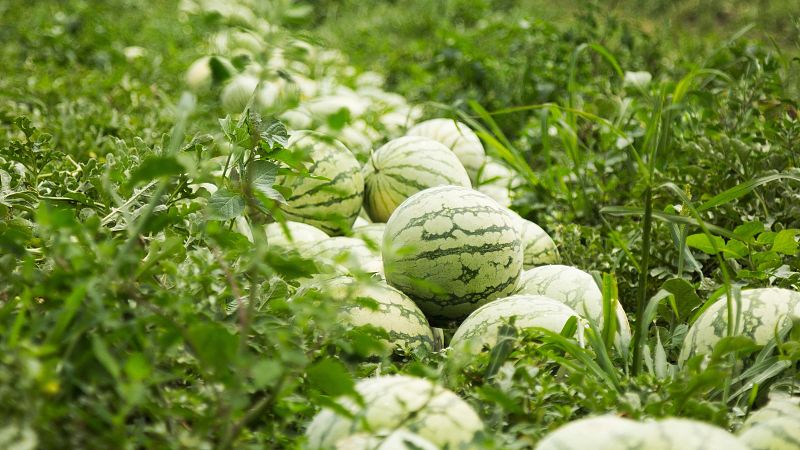 Inicio de la campaña de la sandia y el melón