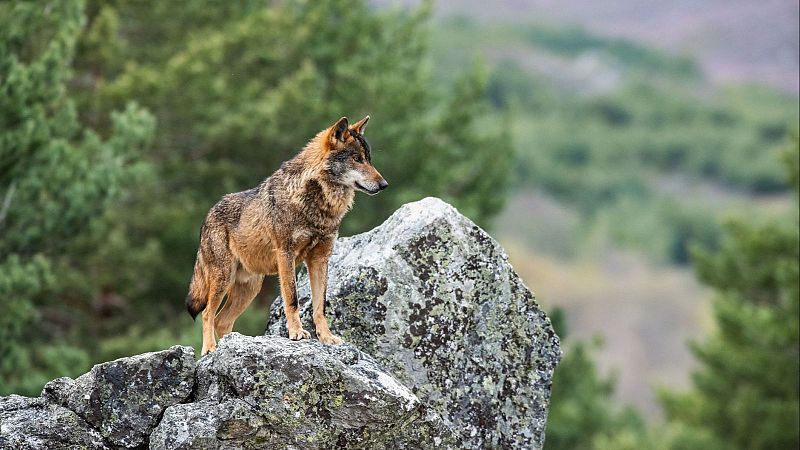 Tras las huellas del lobo ibérico en la geografía española