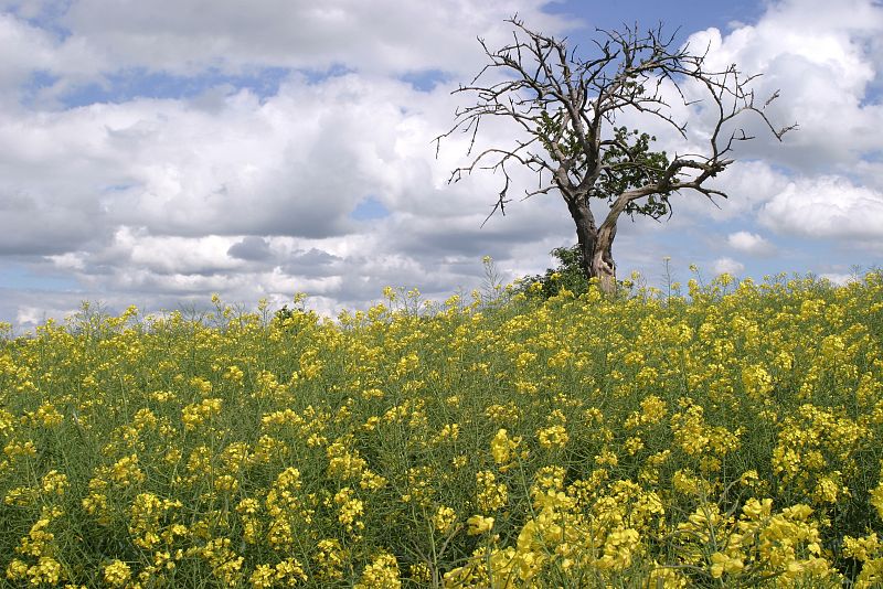 Reserva natural - Las claves ambientales de 2016 - 23/12/15