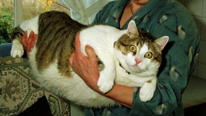 Fauna cercana: Gatos obesos | RTVE Play