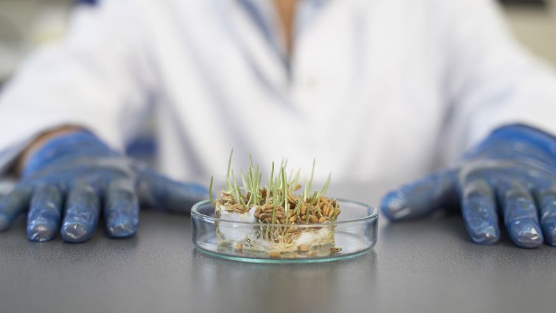 Punto de enlace - Conocer la realidad y la verdad de los transgénicos - 19/06/17