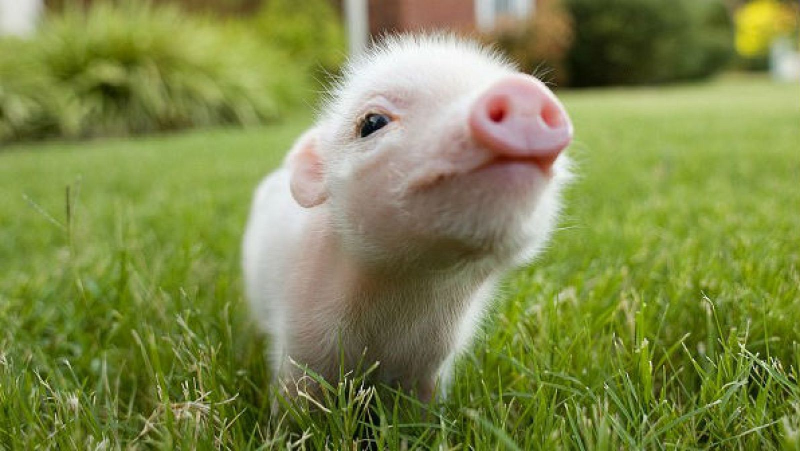 El palabrero - El chanchito que cruzó el charco - 08/10/17 - RTVE.es