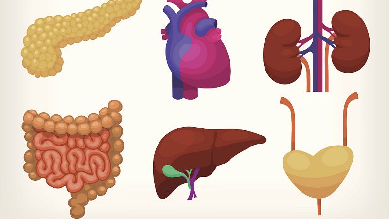 Reportajes Emisoras: Salamanca - Desarrollar órganos humanos dentro de ...