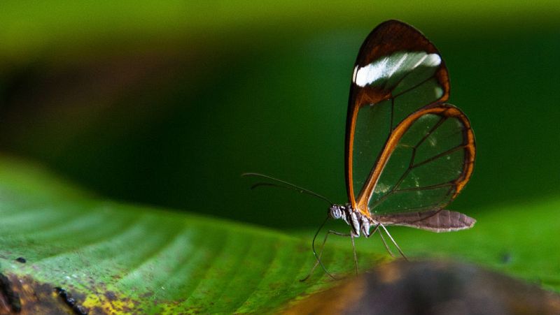 Animales y medio ambiente: 30 aniversario del insectario del zoo de ...