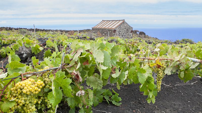 DOP, La Palma