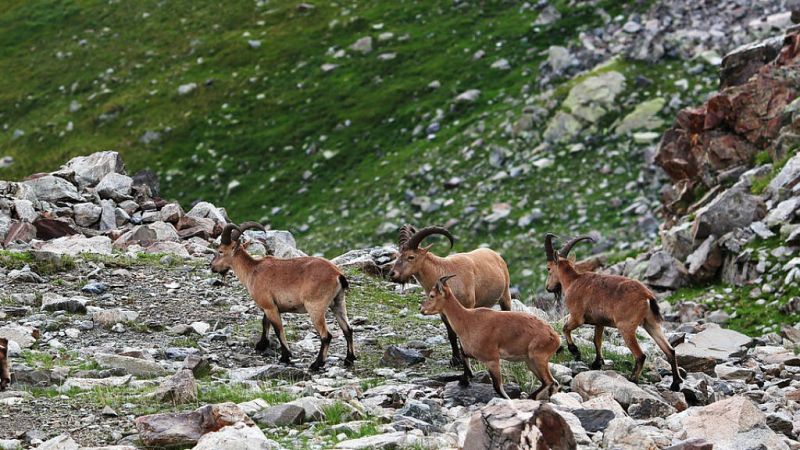 Cabras silvestres, amigas del medio ambiente - RNE