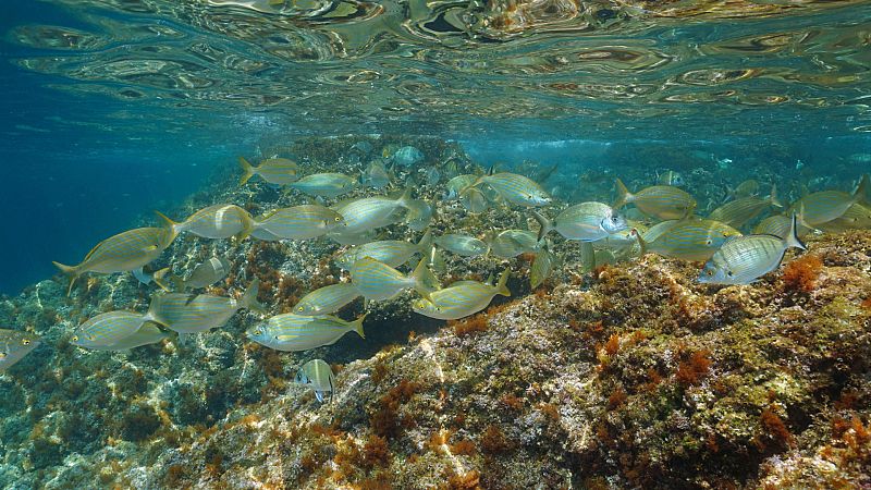 Girona: Museo de la pesca de Palamós