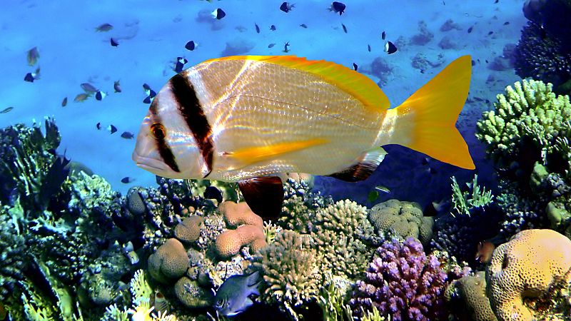 Peces invasores en el Mediterráneo