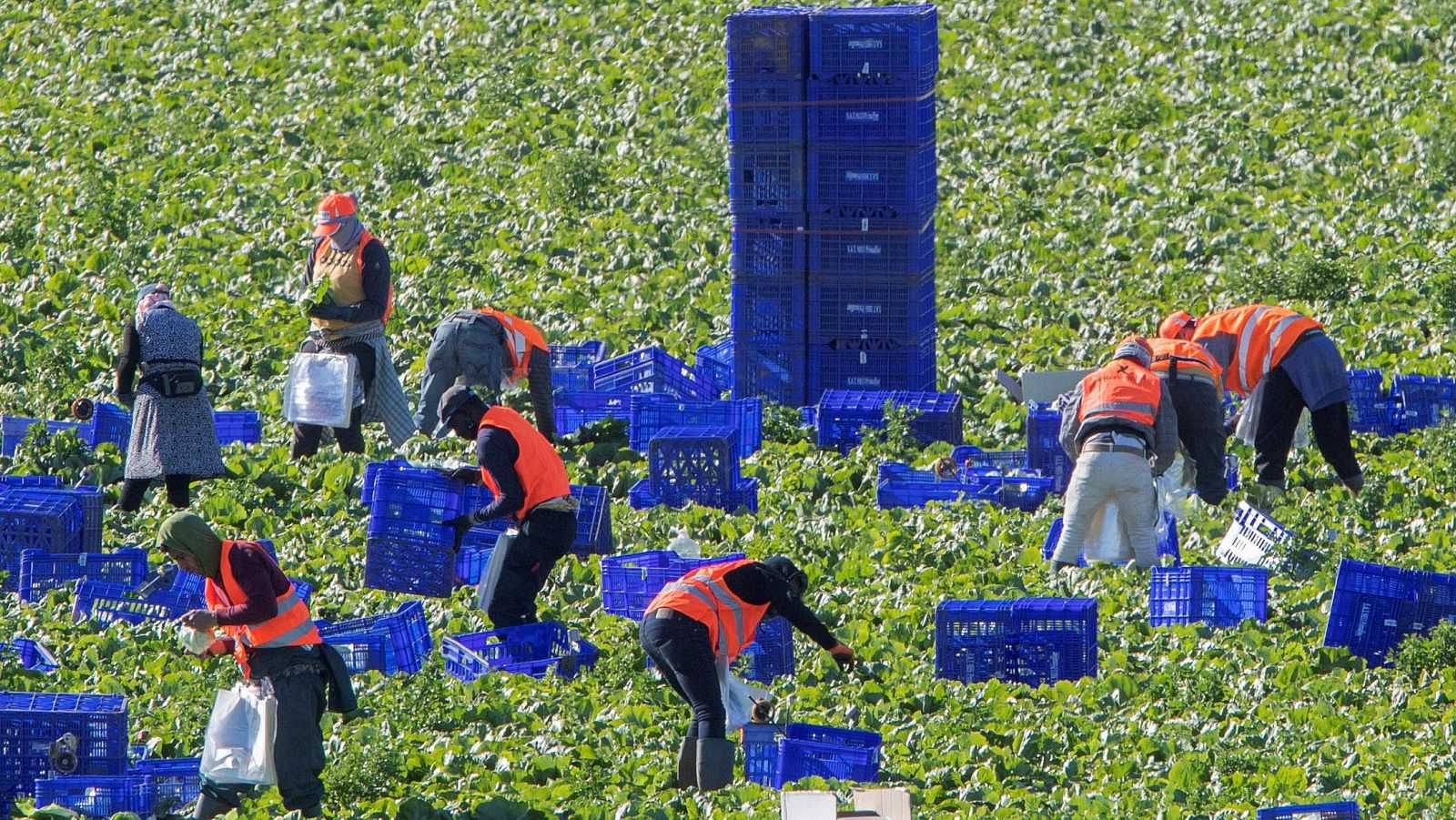Las 12.600 temporeras marroquíes vuelven a casa