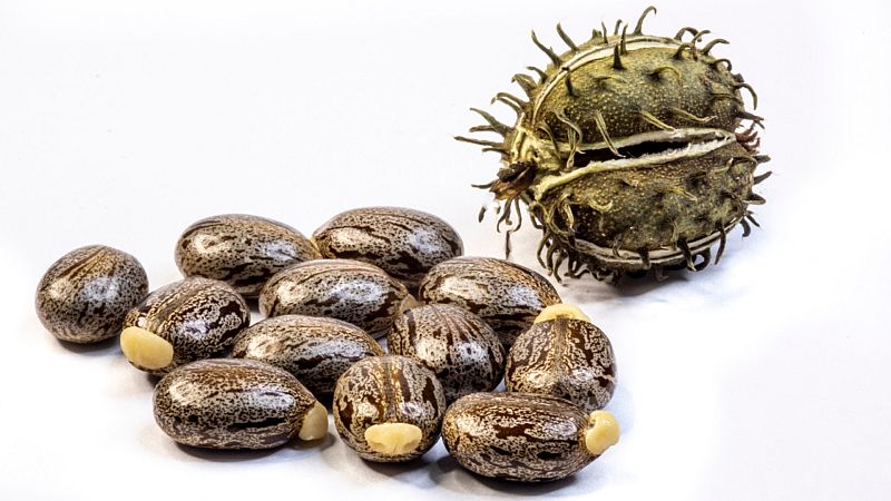 La ricina un veneno que no deja huellas