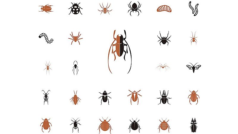 'Un zoo en casa'. ¿Conoces la microfauna con la que vives?