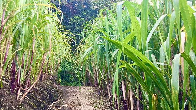 Monteverde, Costa Rica (II): La caña de azúcar
