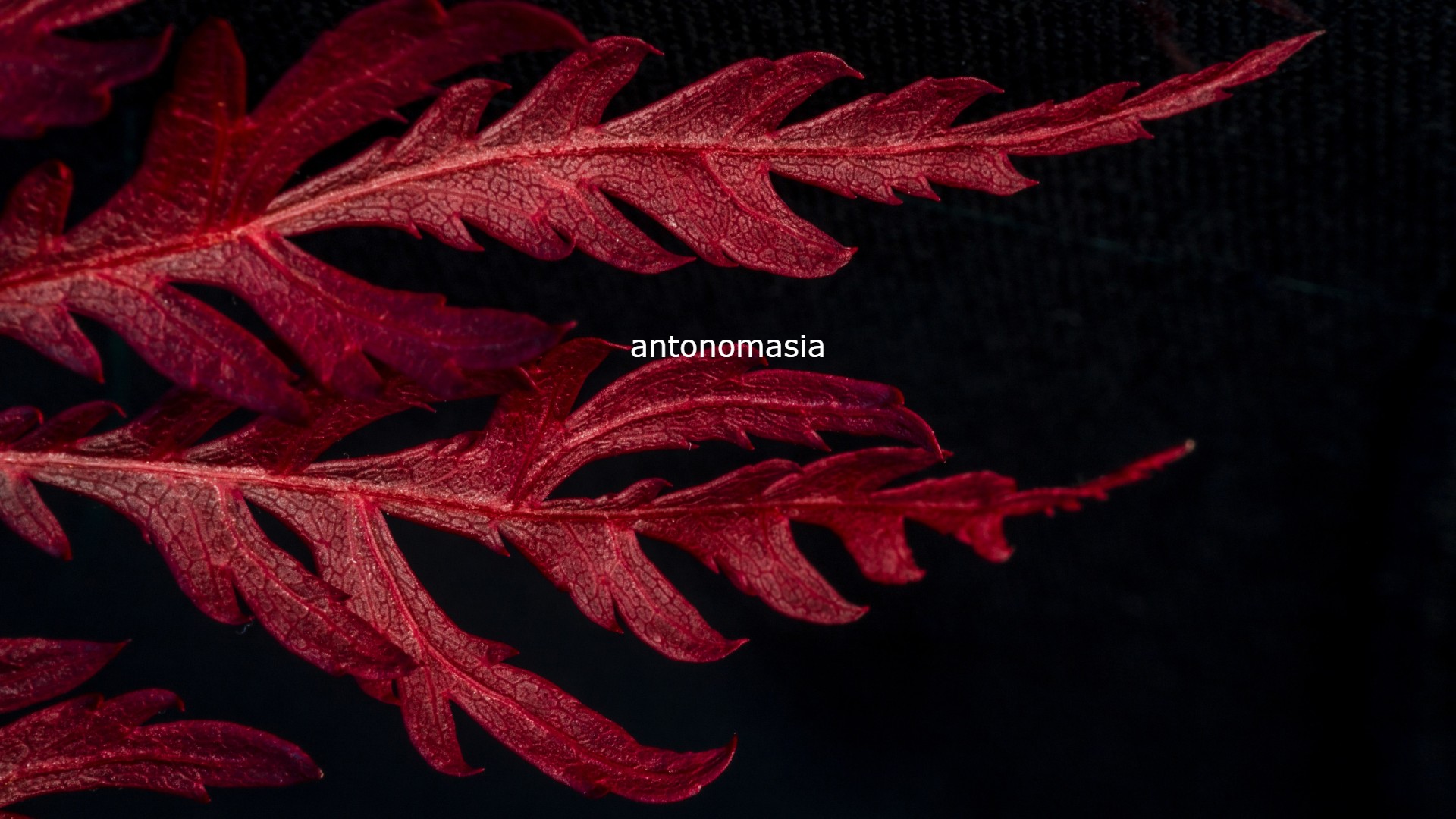 ¿Qué entendemos por antonomasia en retórica?