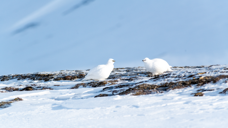 Perdiz nival: cómo proteger al ave que se camufla en la nieve