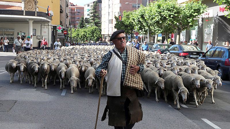 La trashumancia y las vías pecuarias en España