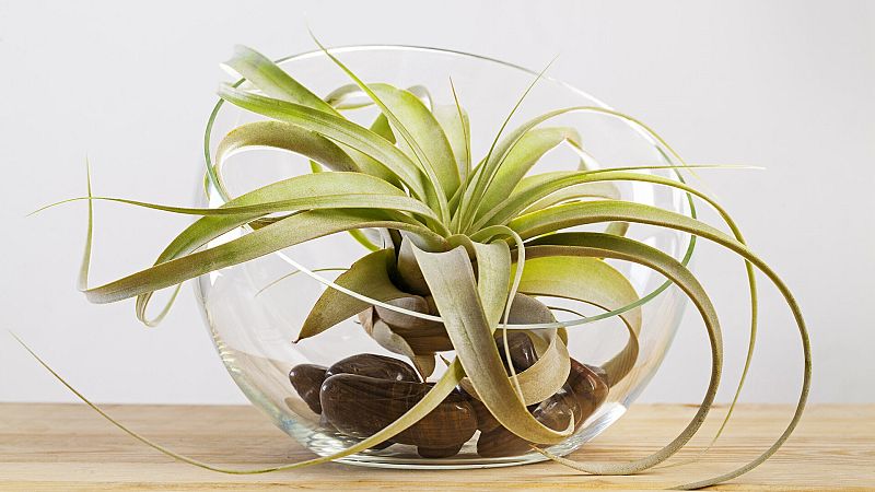 De buena planta: Las plantas del aire o Tillandsias