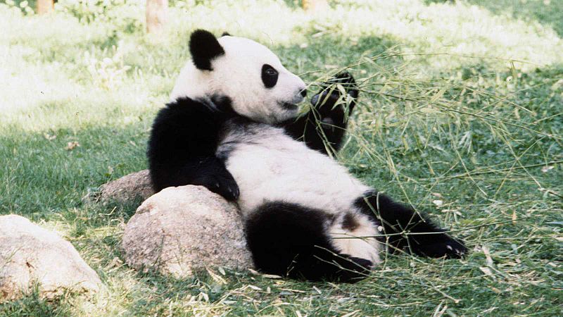 Remembering Chu-Lin, the first giant panda born in Europe