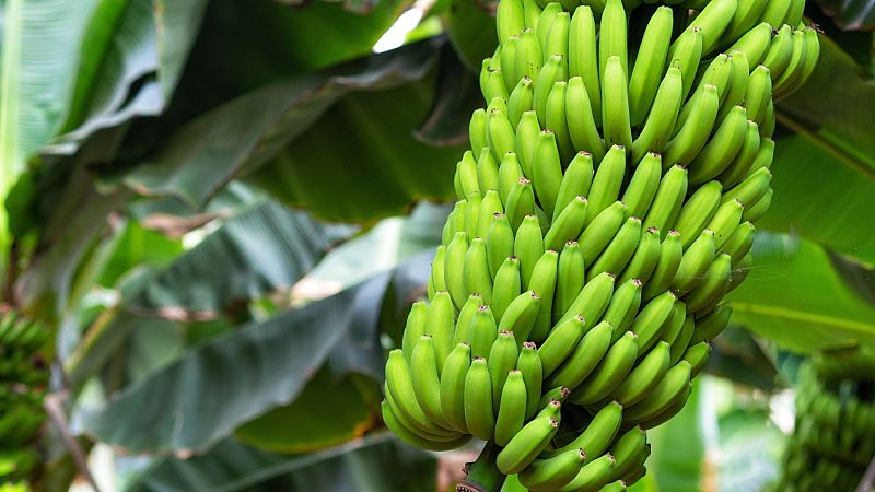 Banana, gualele, cambur y guineo