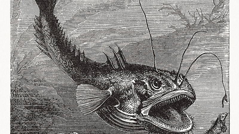 ¿Cómo es la reproducción del pez rape?