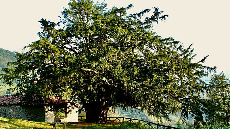 El tejo: milenario y sagrado