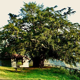El tejo: milenario y sagrado