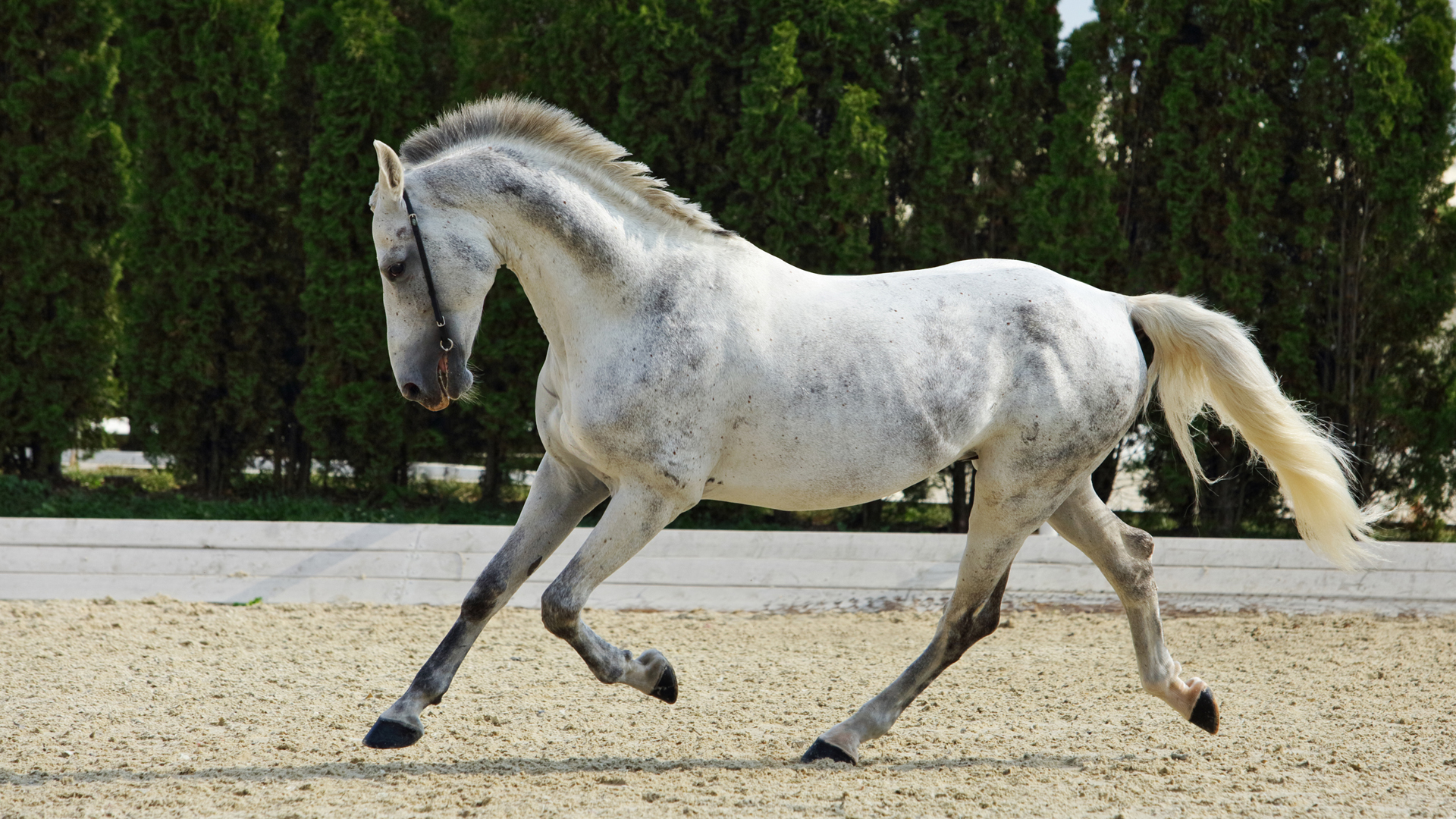 Pura tradición con razas de caballos españoles