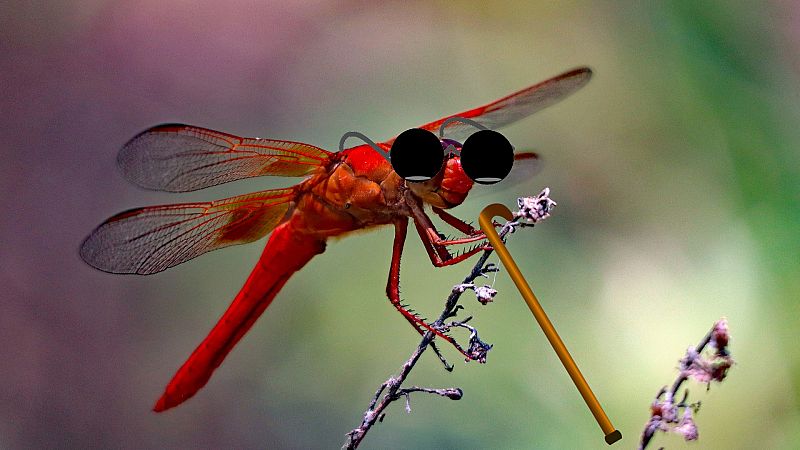 La LiBéLuLa - Volando a ciegos - 18/04/23