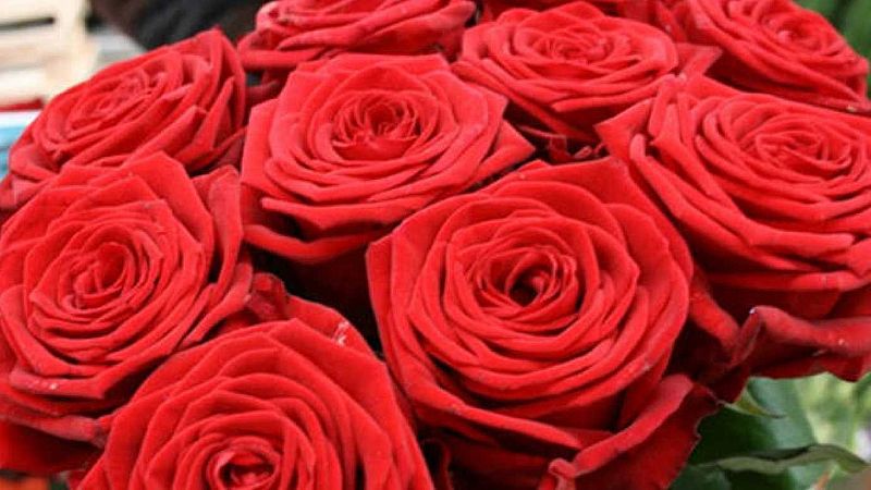 True Detectives: Especial Sant Jordi