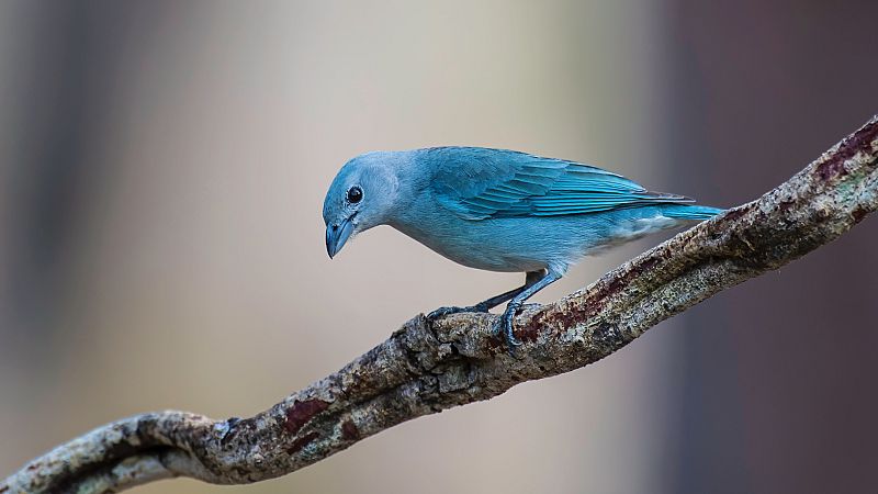 Las naranjas del pájaro azul