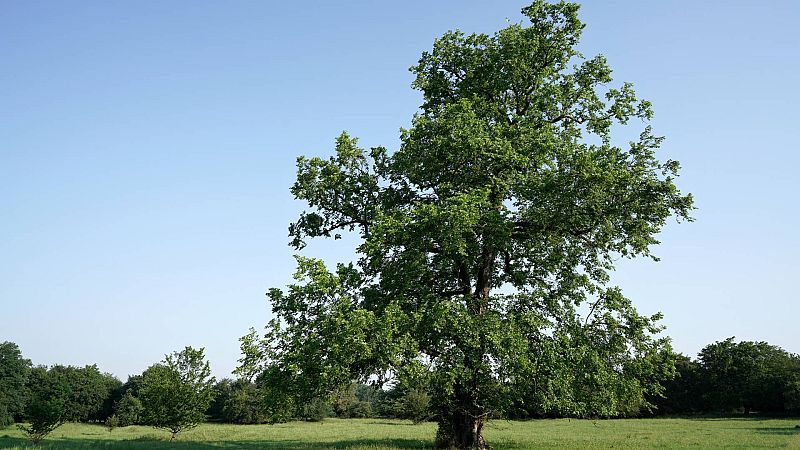 La noche es bella - Olmos - 21/05/23