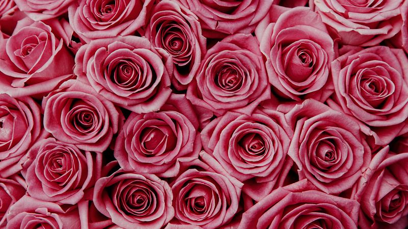 Músicas con alma: Deja la espina y toma la rosa - RTVE.es