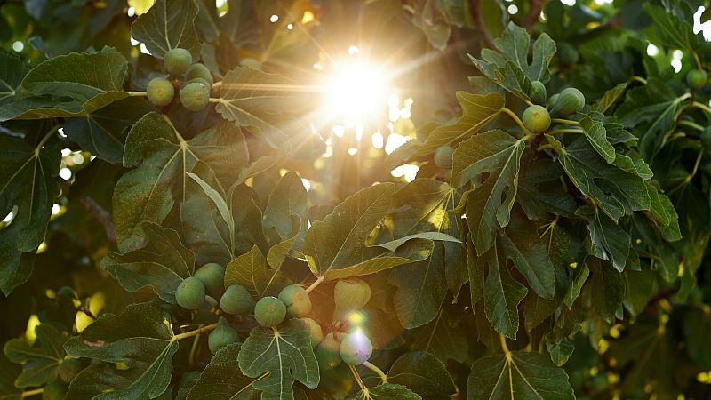 Badajoz - Proyecto FIGGEN