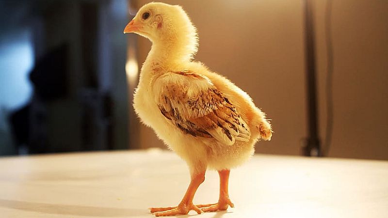 Esto me suena - El medio pollito