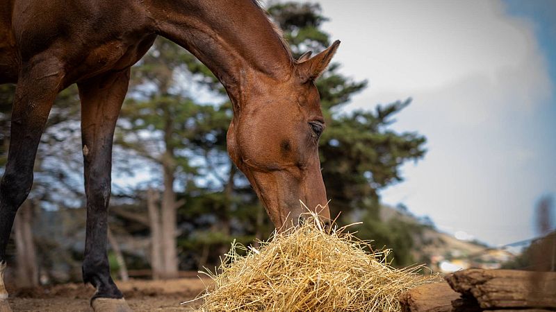 Alfalfa para el caballo de Felipe
