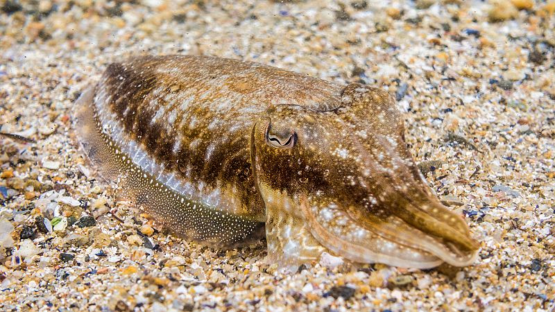 Un proyecto para proteger la sepia