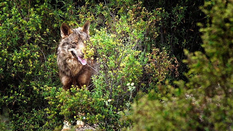 7 datos curiosos sobre los lobos que te van a sorprender | 22